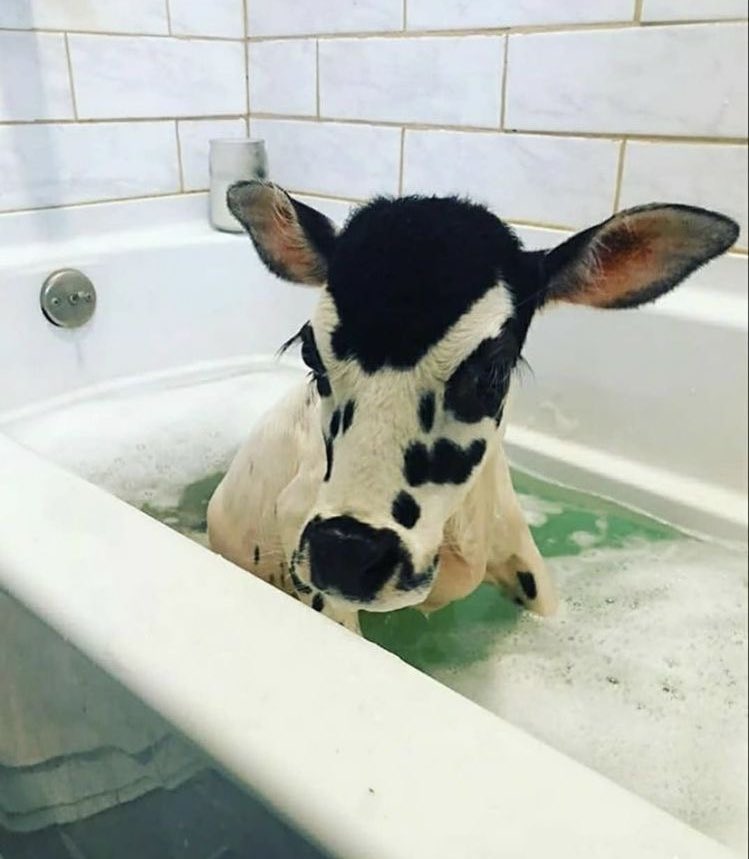 Baby cow taking a bath! | MLTSHP