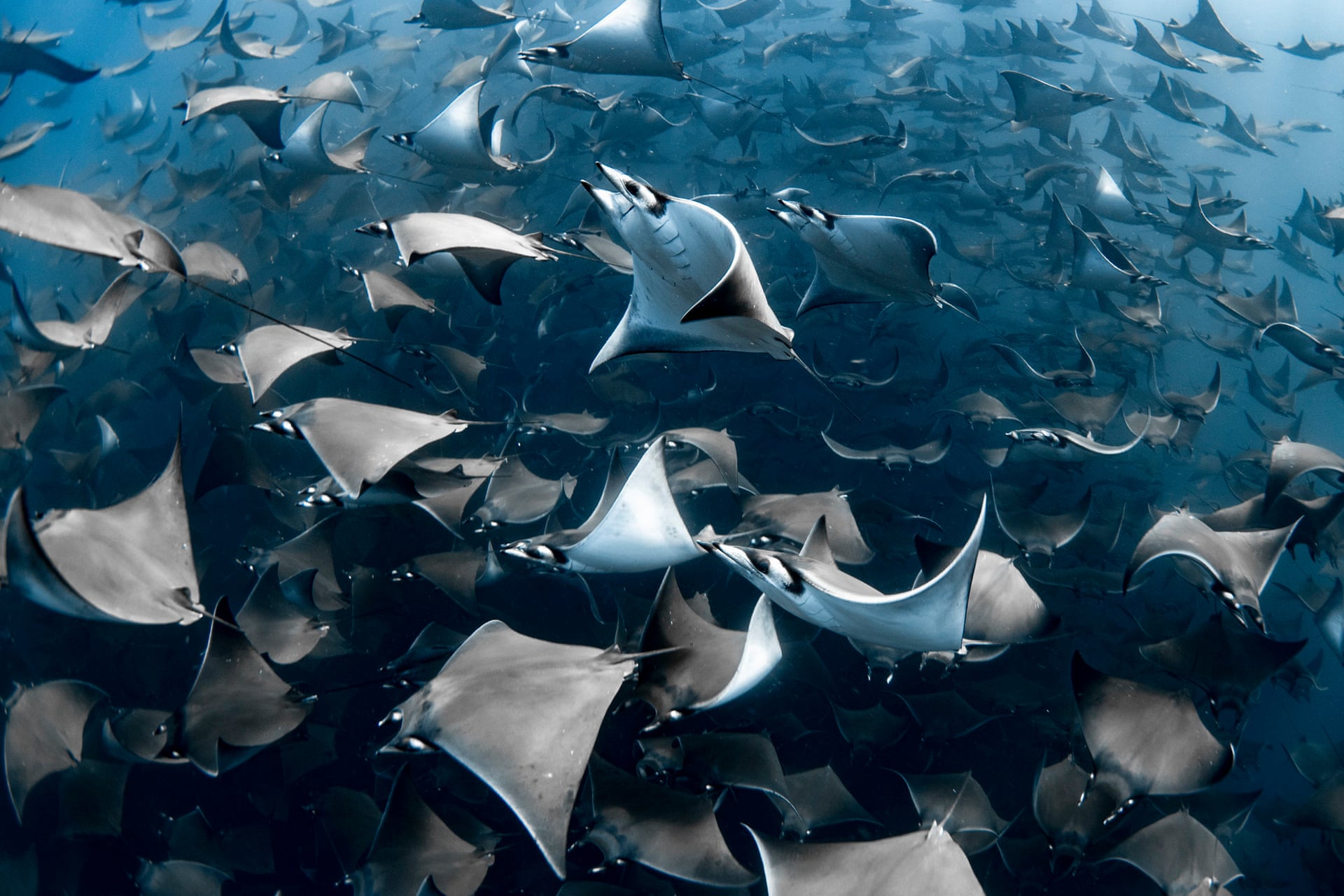 Mobula Rays Off the Baja California Sur | MLTSHP