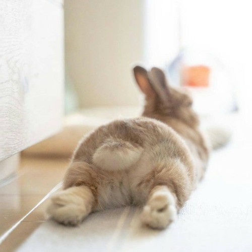 bunny! butt! bunnybutt! | MLTSHP