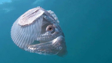 A Paper Nautilus in motion | MLTSHP