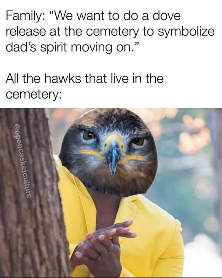 did ... did a hawk make this meme? | MLTSHP