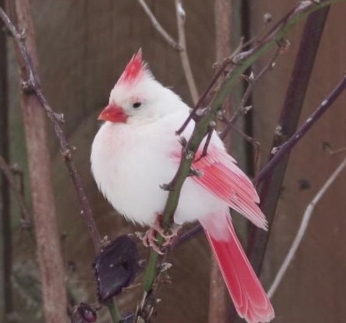 Strawberry Cardinal | MLTSHP