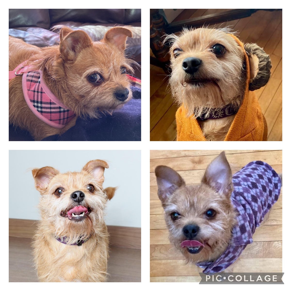 name this dog | MLTSHP