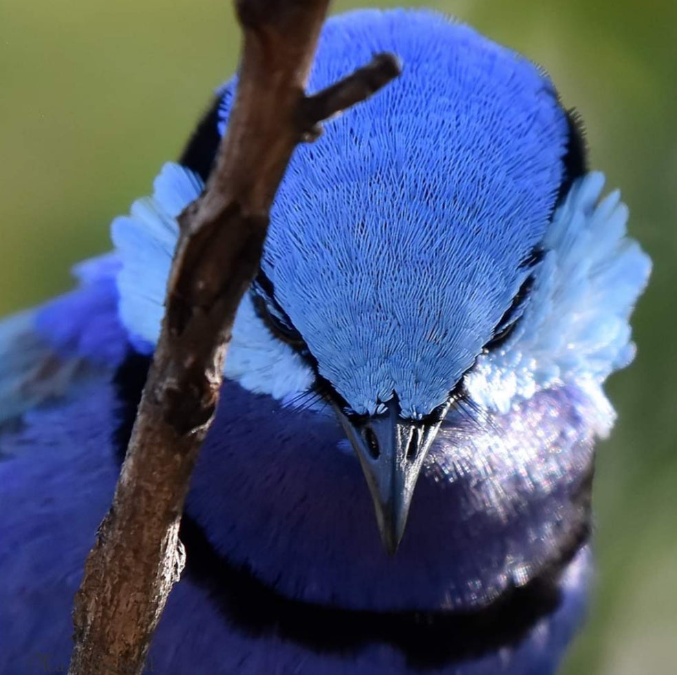Splendid Blue Fairy Wren | MLTSHP