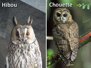 french has 2 words for owls, w/ or w/o ears | MLTSHP