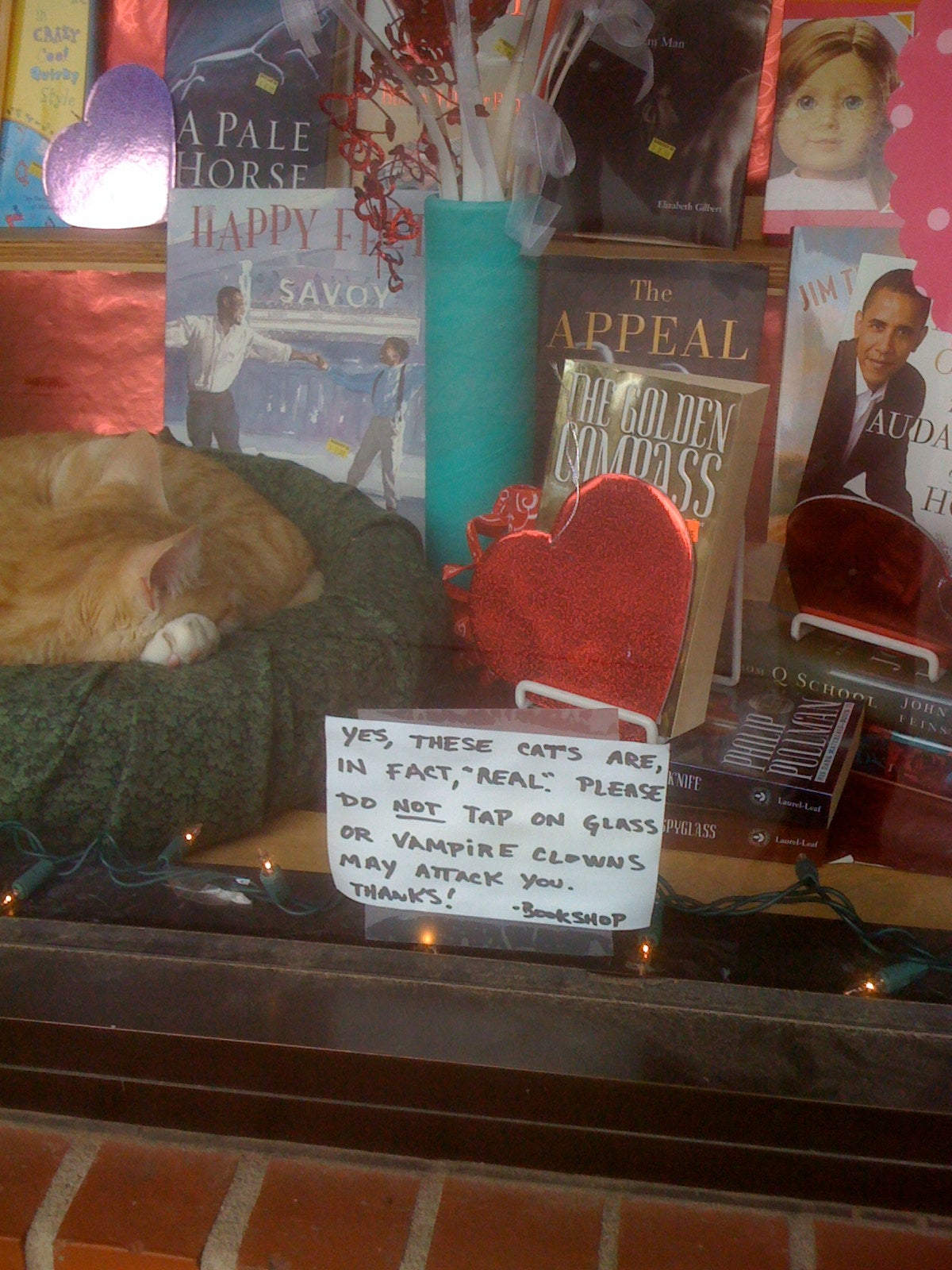 Cat is "real" | MLTSHP