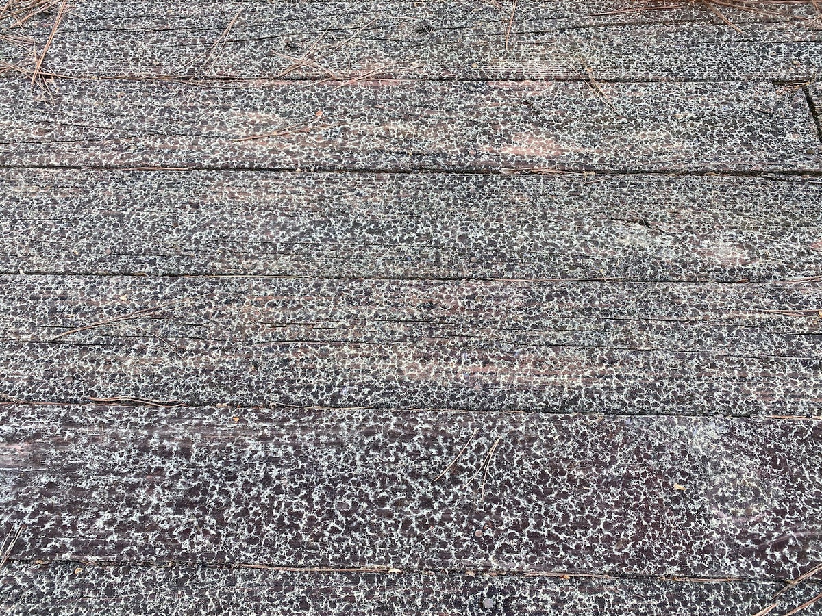 pollen and rain | MLTSHP