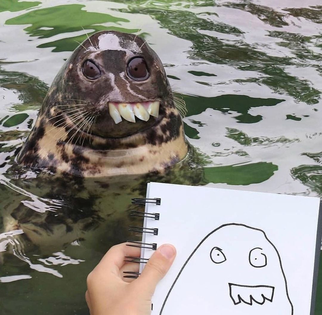 Goofy seal | MLTSHP