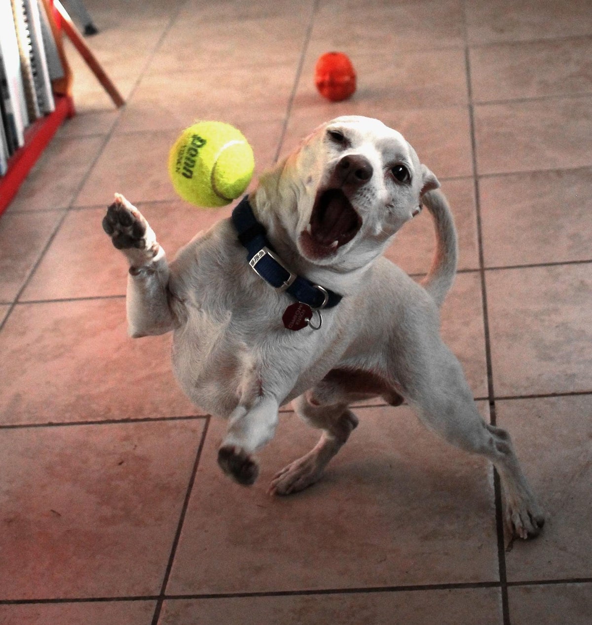 Doolittle does not catch well | MLTSHP