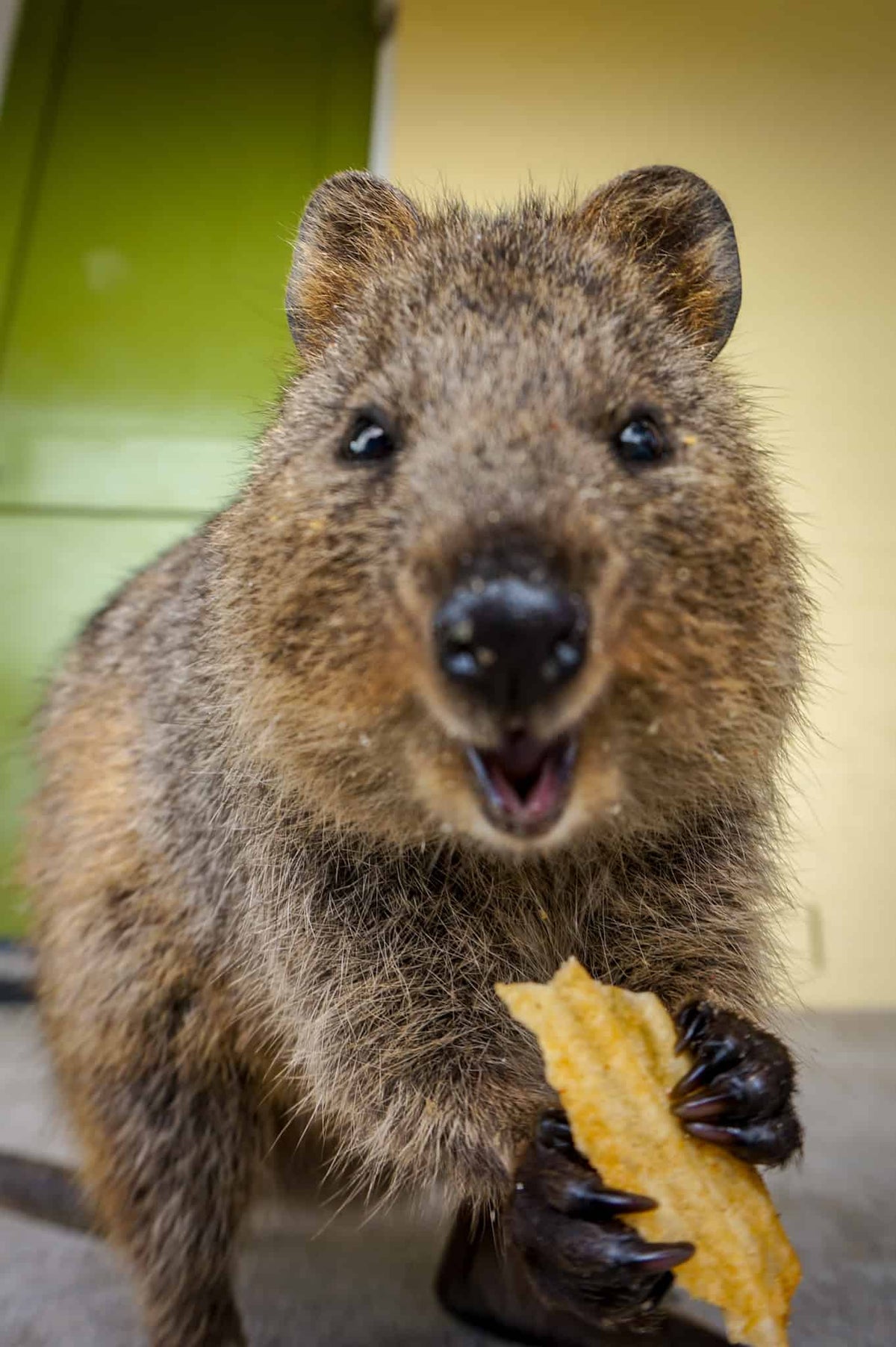 Quokka Of The Week | MLTSHP