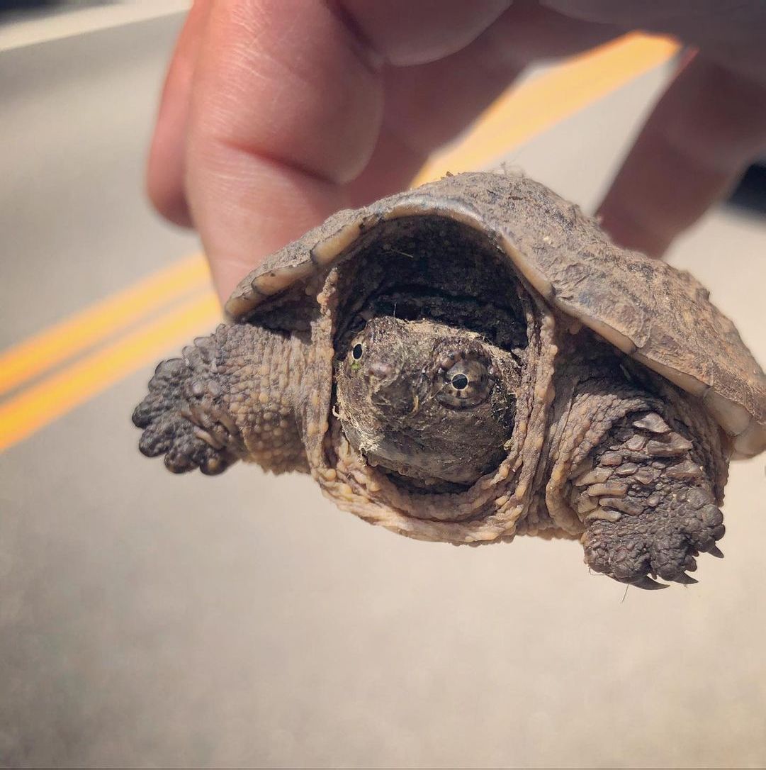 smol turtle | MLTSHP