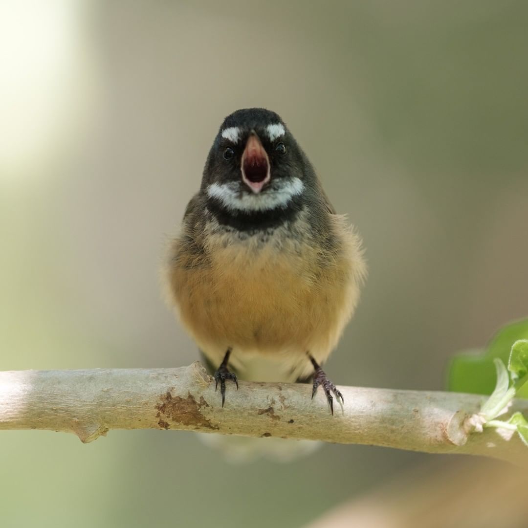 Angry Birbs | MLTSHP