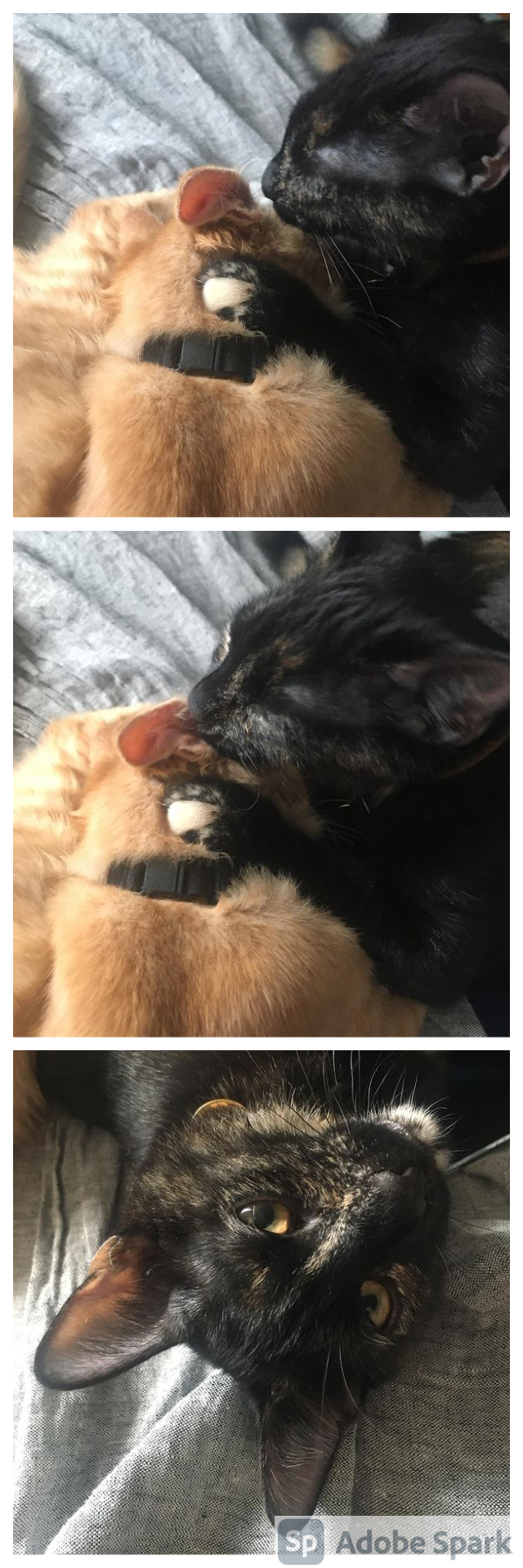 A story about ear biting | MLTSHP