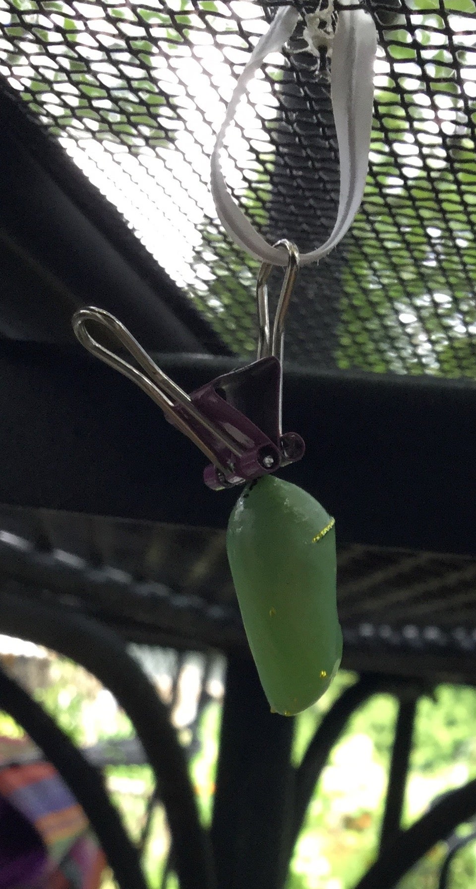 Dirty Dangles | MLTSHP