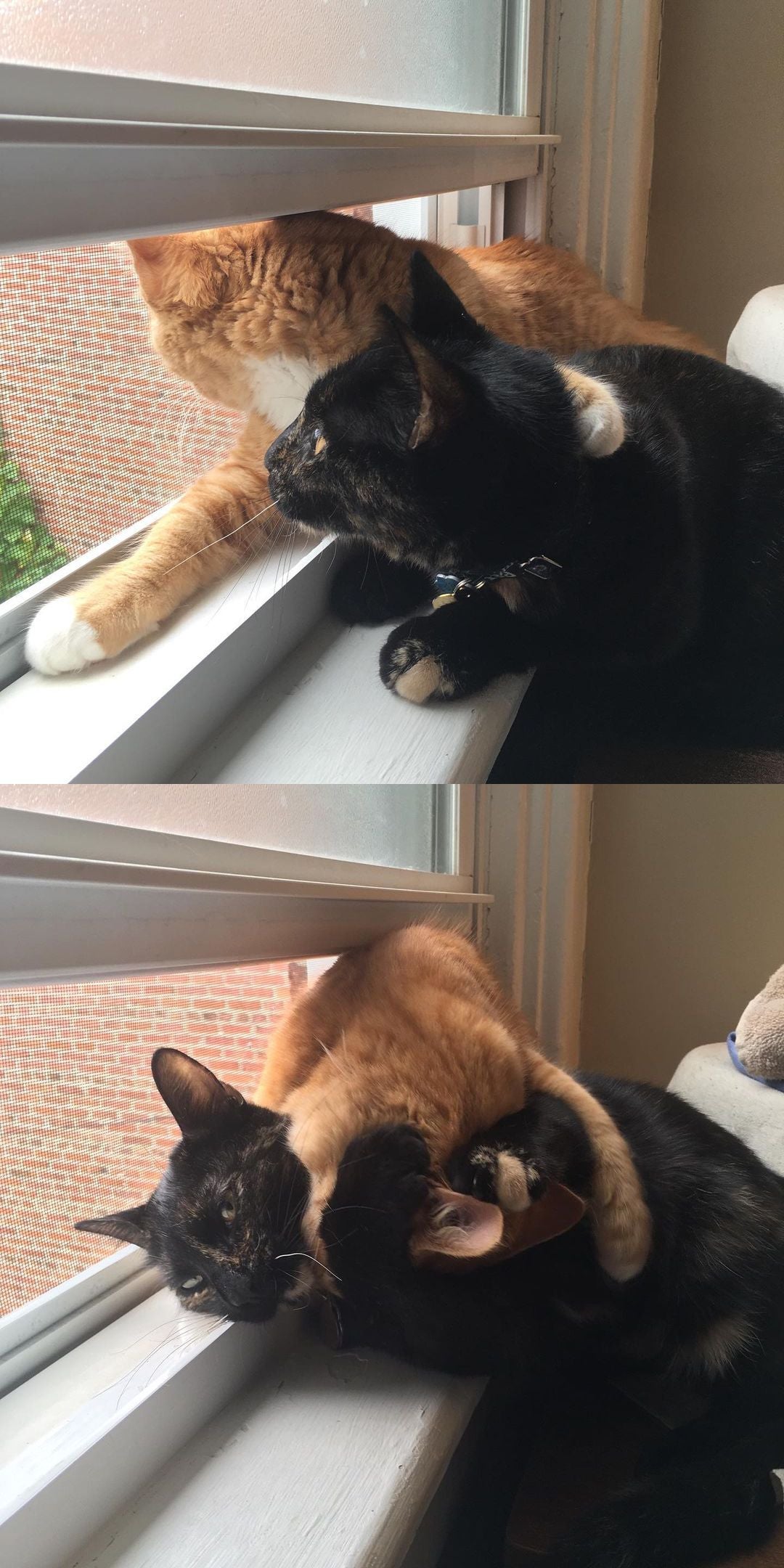 You just want to look out the window in peace ... | MLTSHP