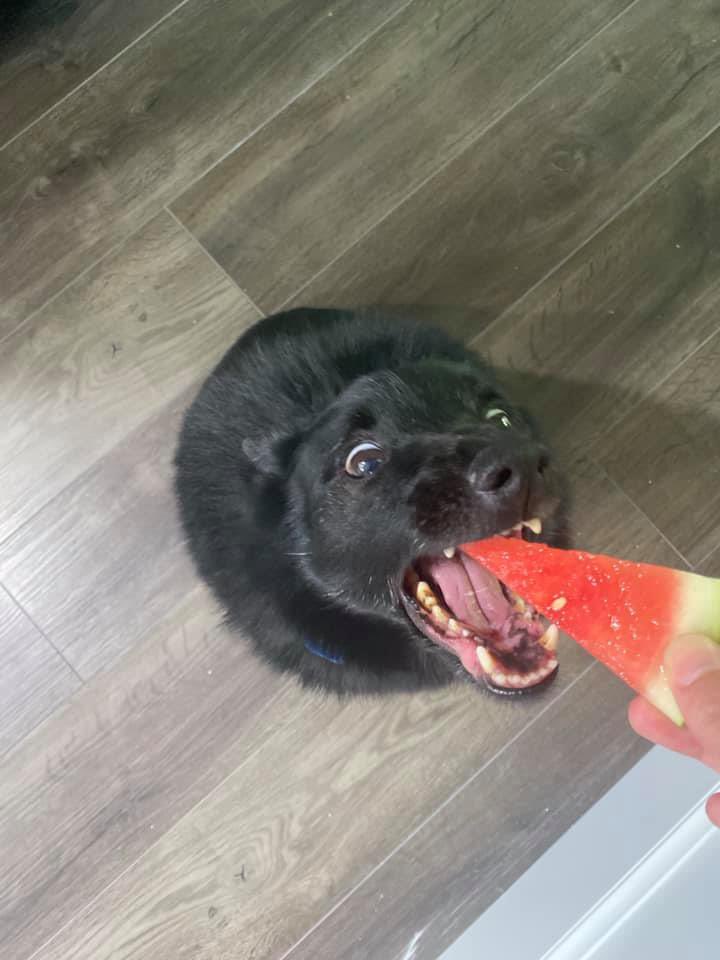 Patagonian Round Bat | MLTSHP