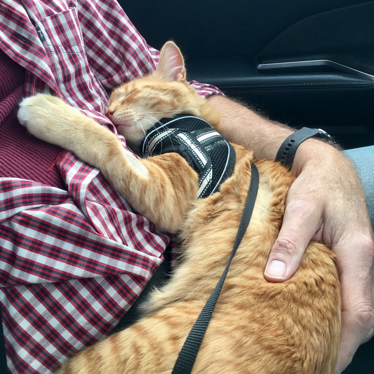 Snoozin 2: Horatio Returns | MLTSHP