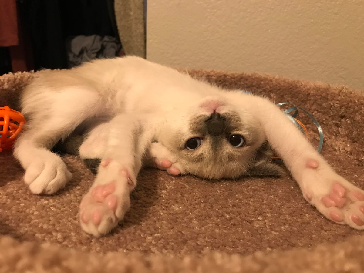 I need pictures of cats being dorks | MLTSHP