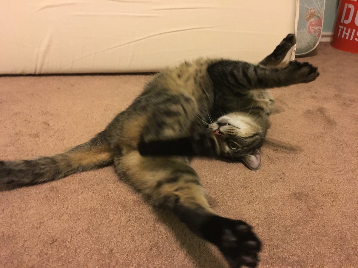 Our Dorkiest Cat | MLTSHP