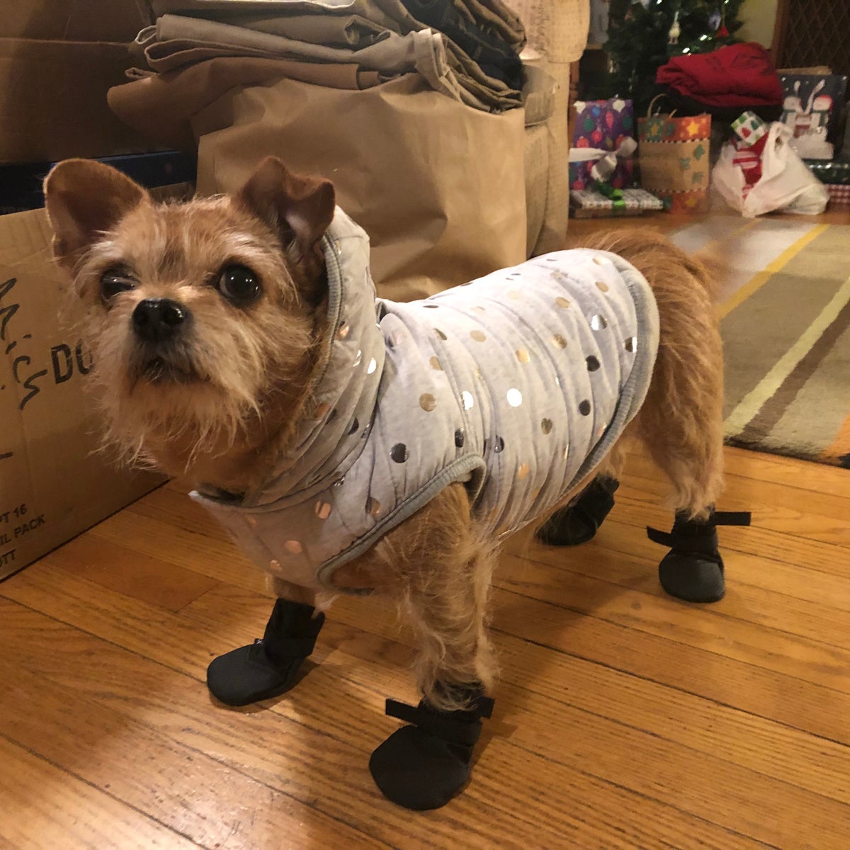 Leeloo’s winter getup | MLTSHP