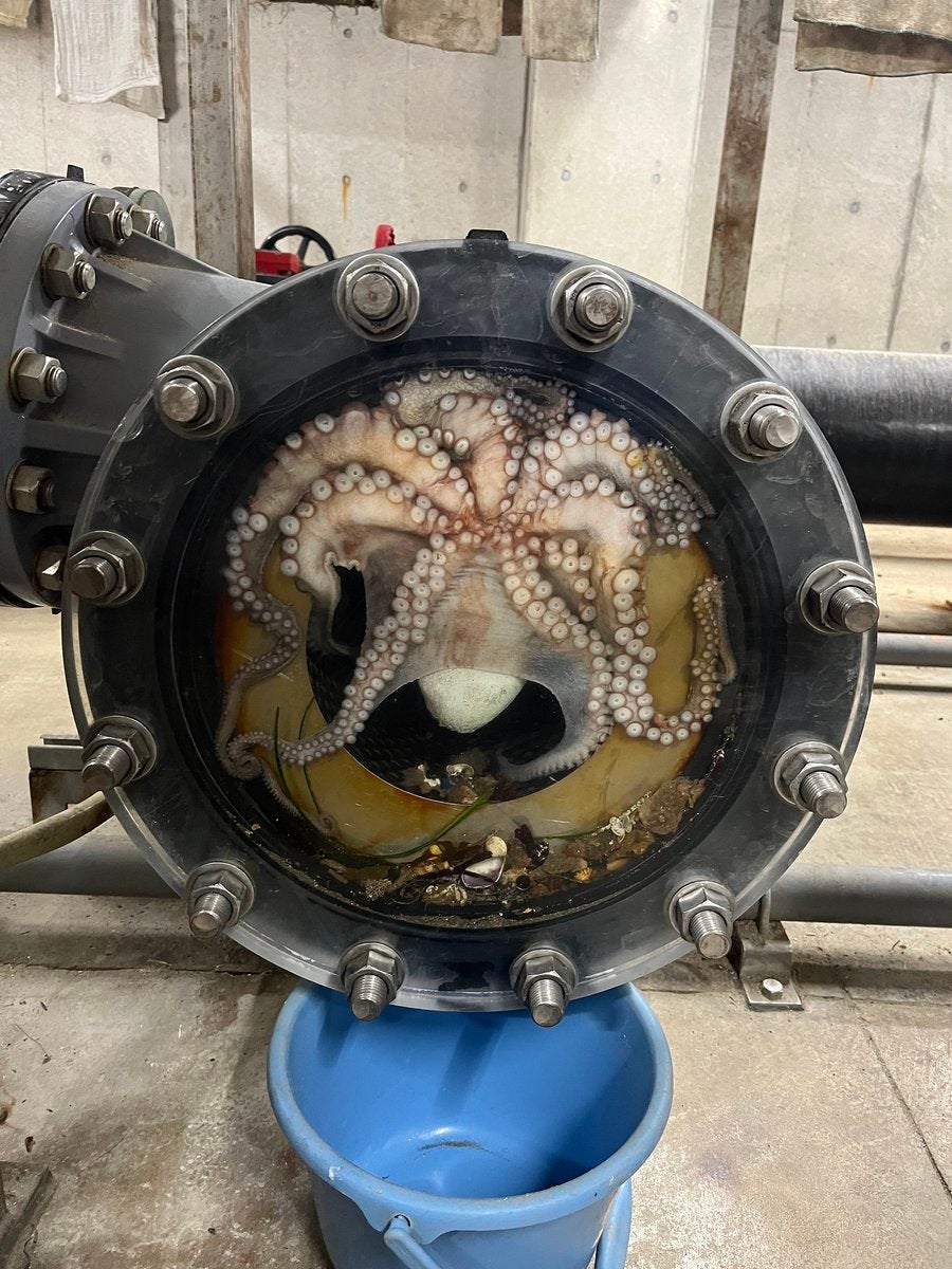 Octopod infiltrator foiled by filtration | MLTSHP