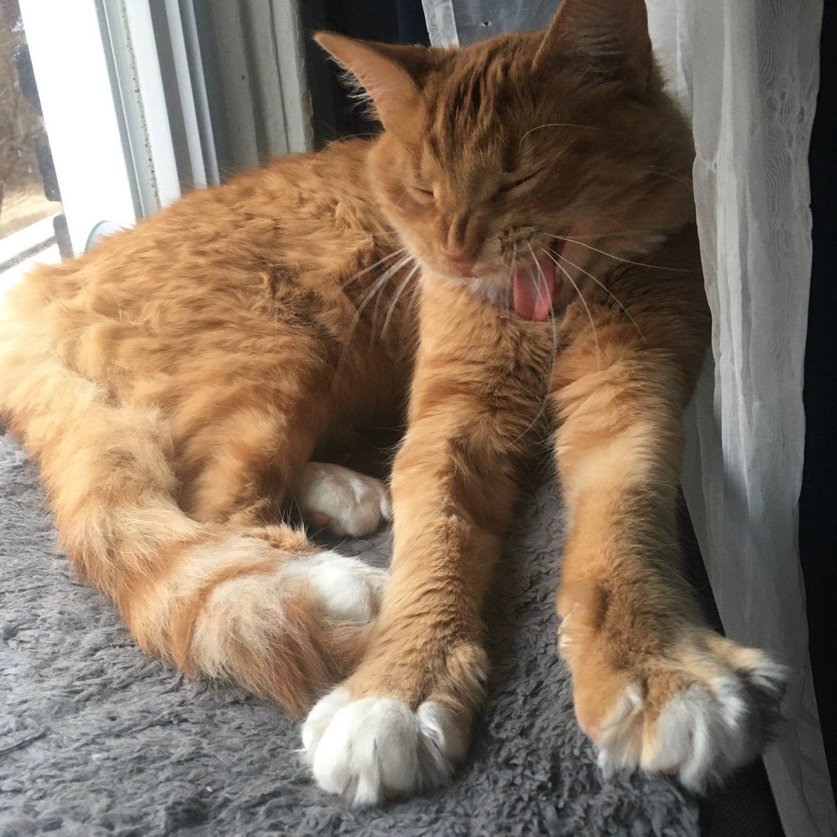 Portrait of a cat who is maybe a wee bit tired of being fussed over ...