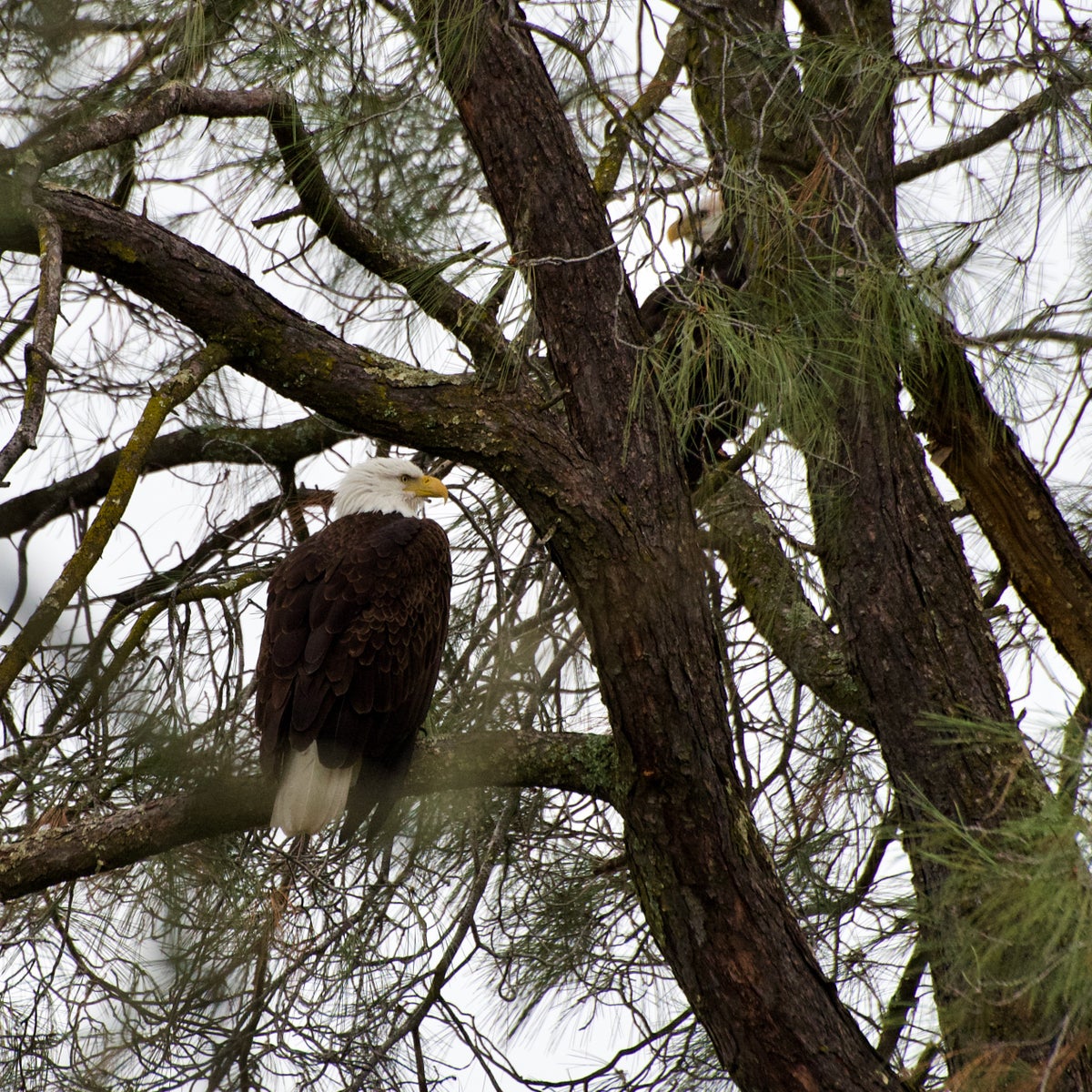 California Nesting Pair | MLTSHP