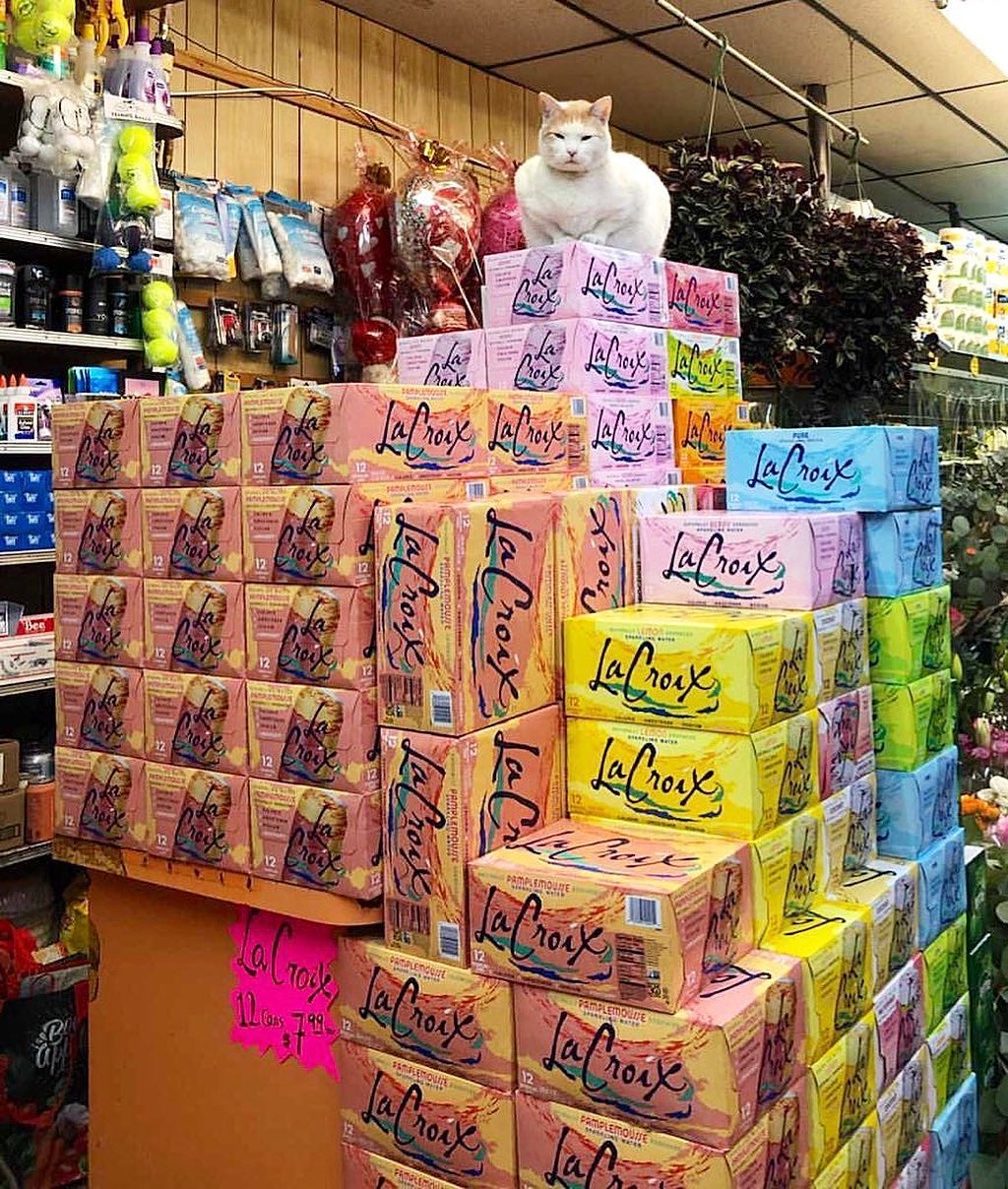 ["circle of life" quietly begins to play] | MLTSHP