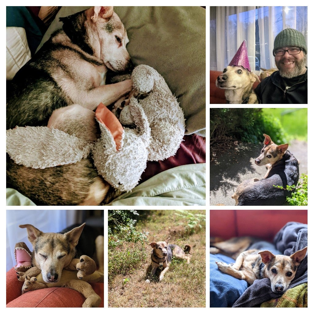 Happy Adoption Day to the Goodest Boy | MLTSHP