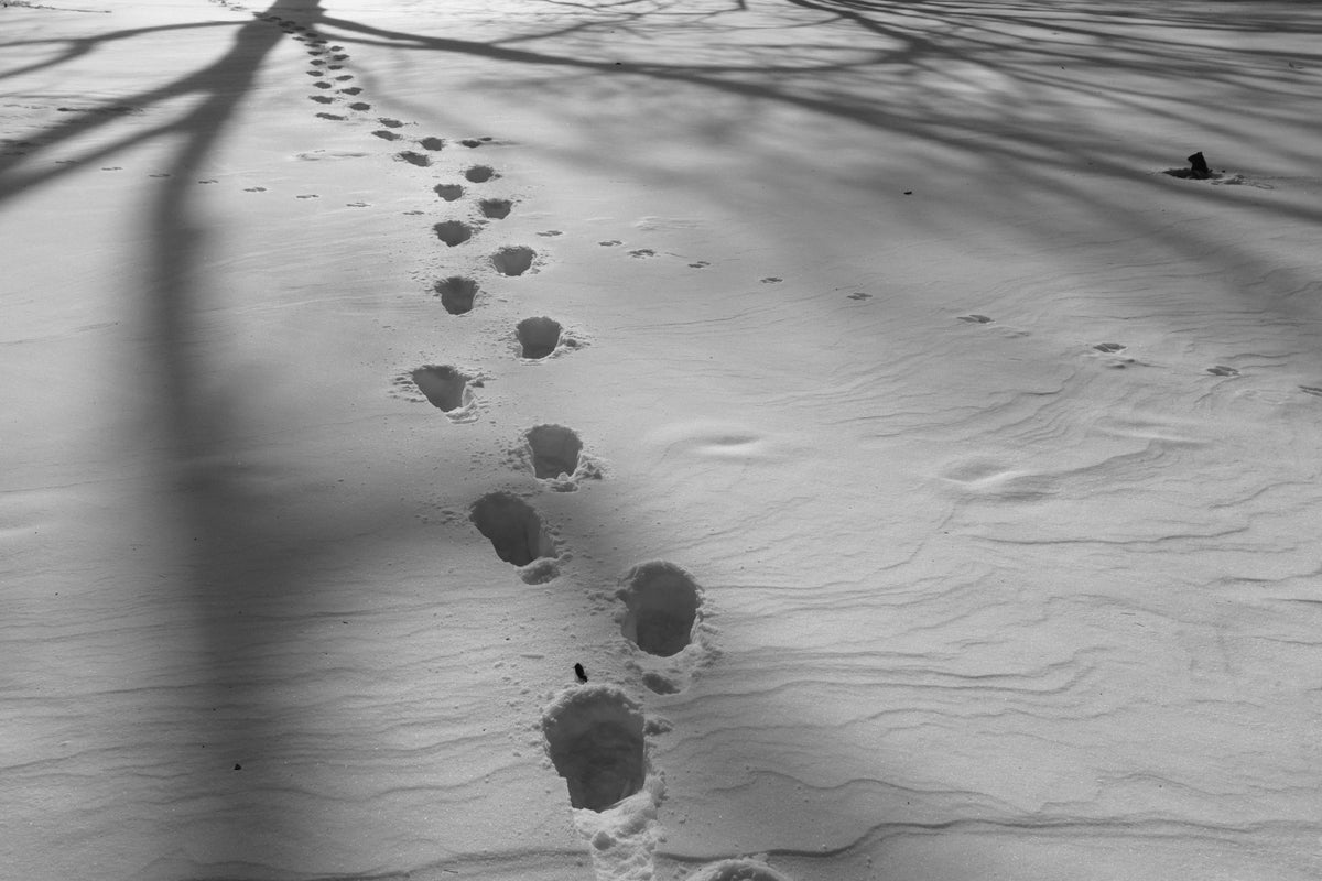 oh, just snowpocalypse things | MLTSHP