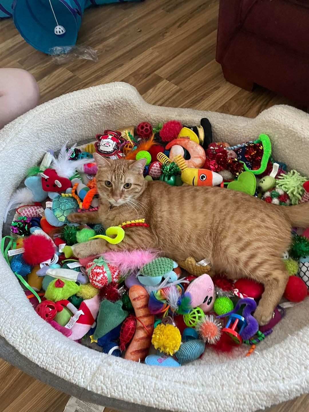 Scrooge McCat and his wading pool | MLTSHP