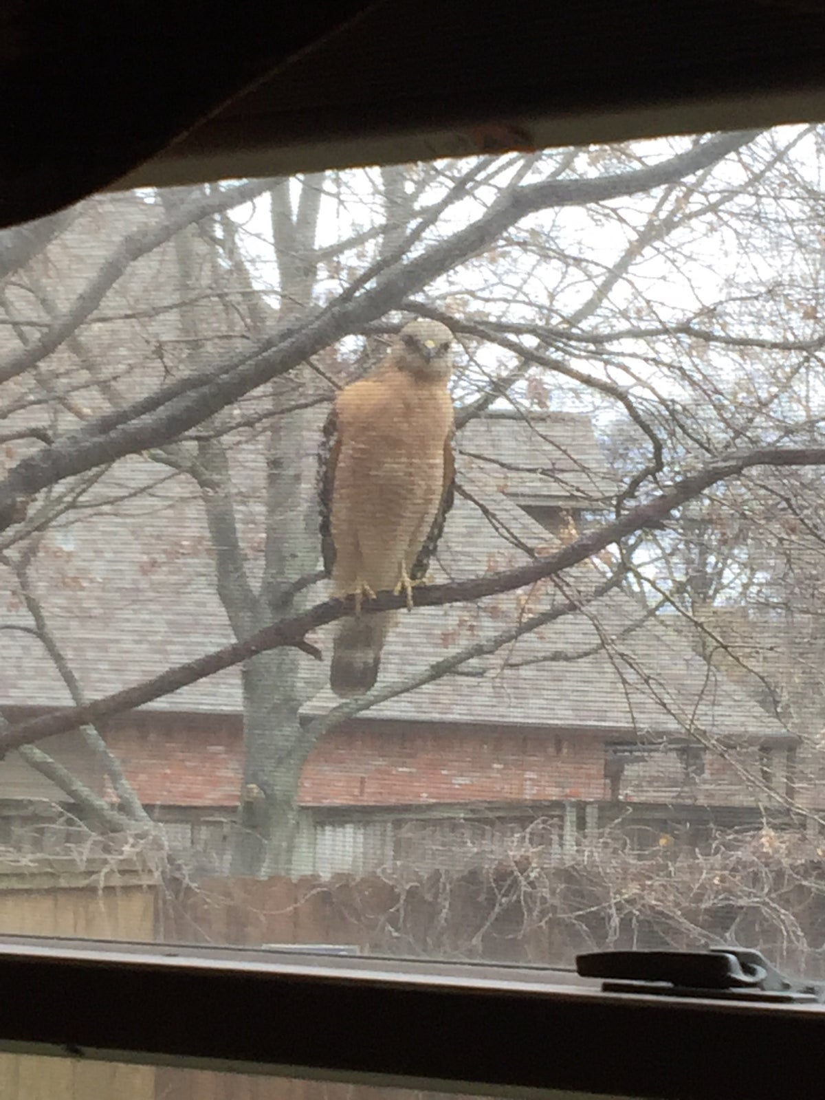 Guess who's coming to breakfast? | MLTSHP