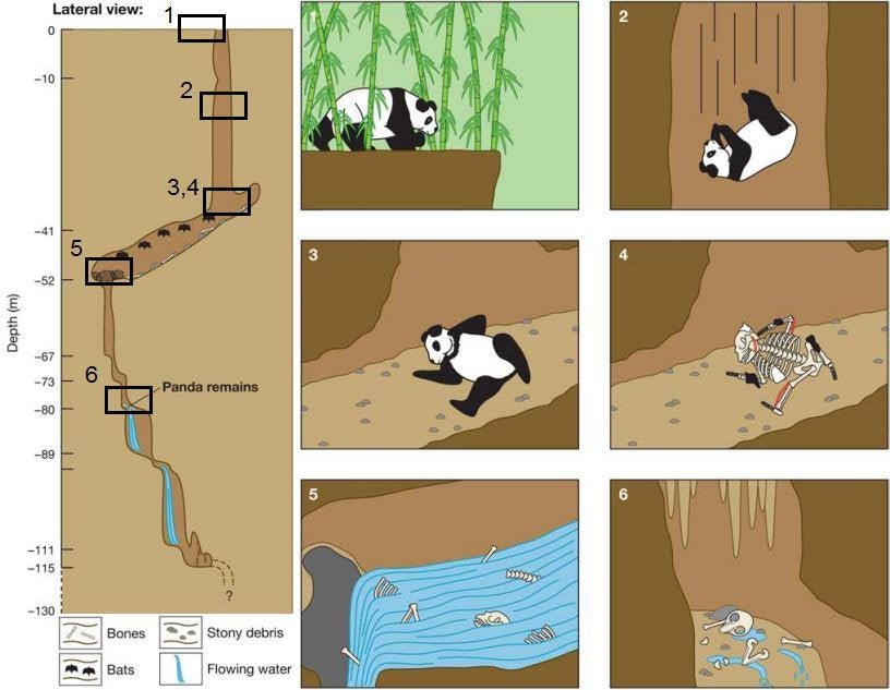 The Panda Abides | MLTSHP