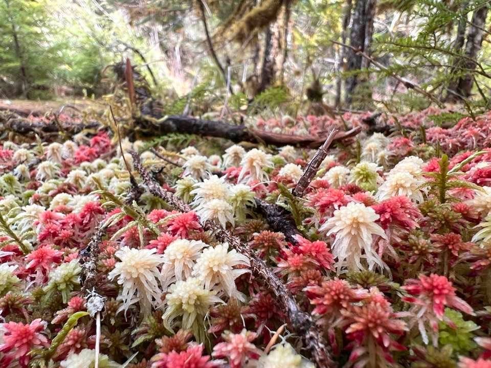 Alaskan moss is a whole nother level | MLTSHP