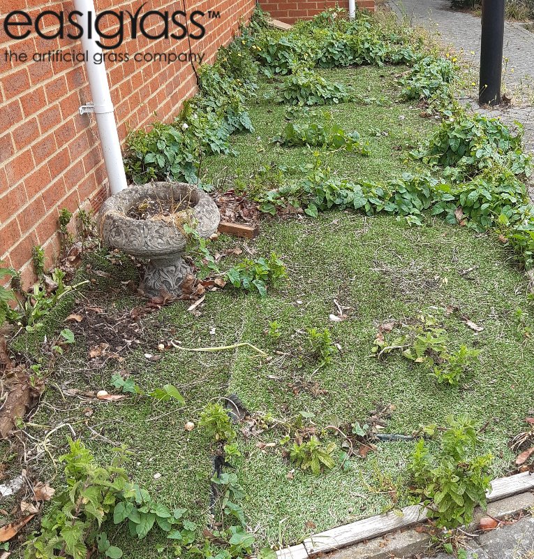 Cursed lawn | MLTSHP