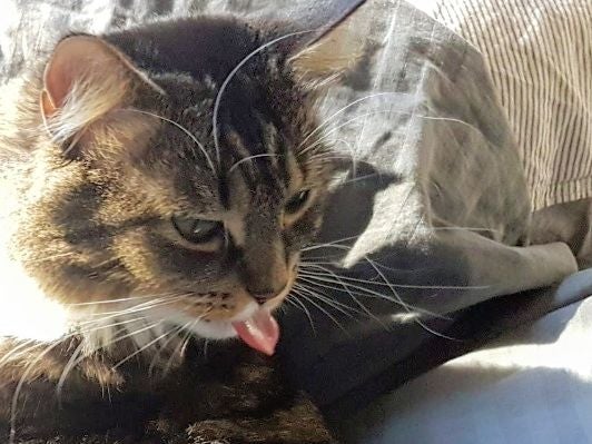 Kitcat blep | MLTSHP