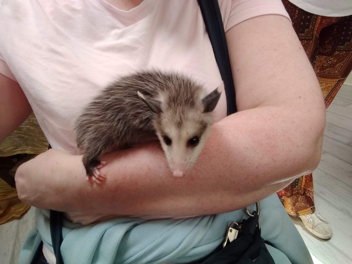 The Insect Asylum | MLTSHP