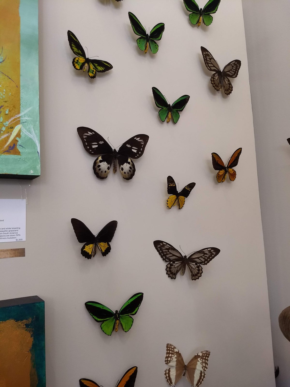 The Insect Asylum | MLTSHP