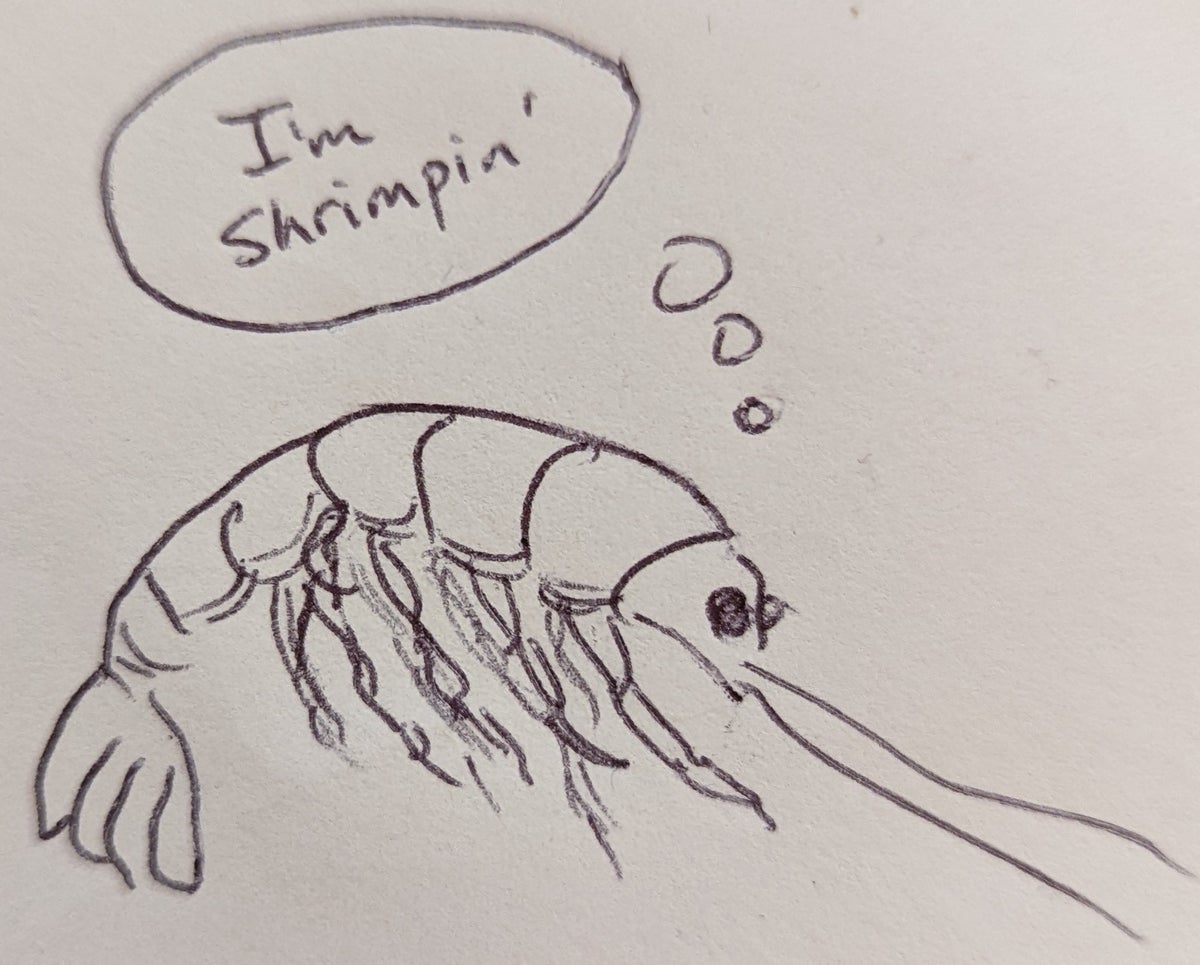 Step 1. Draw a shrimp from memory | MLTSHP