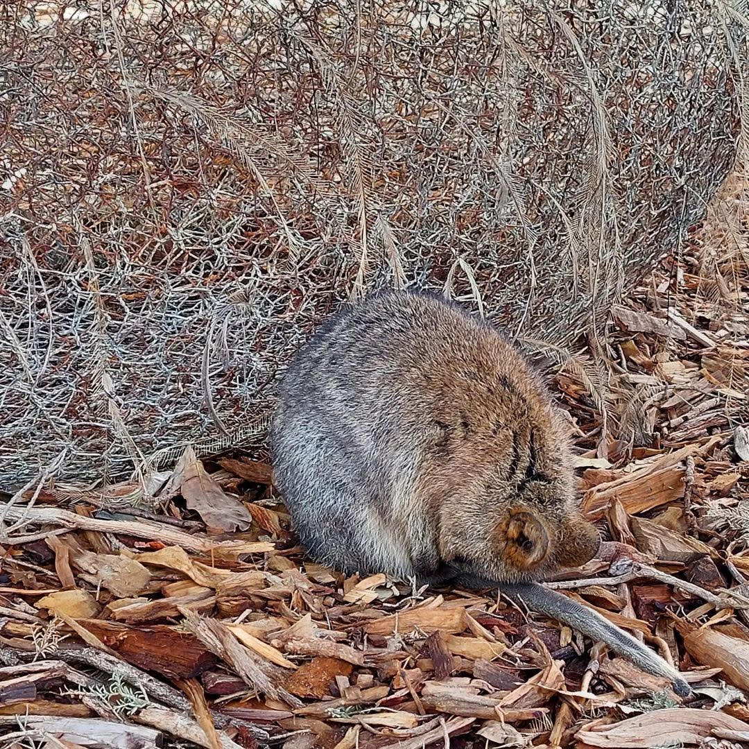 Sleeping Quokka Of The Week | MLTSHP