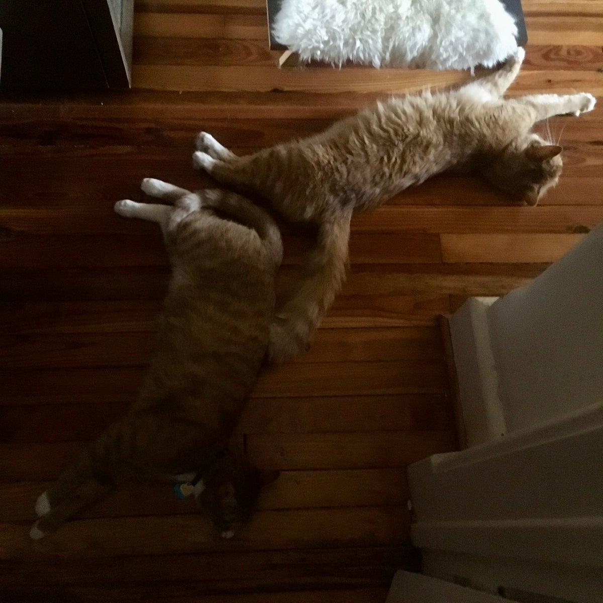 No idea what's going on here | MLTSHP