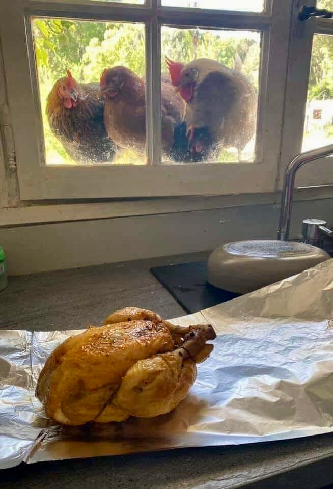 the cock-a-doodle-doodle-doodle blues | MLTSHP