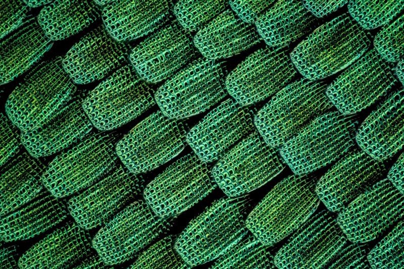 emerald swallowtail butterfly (papilio palinurus) wing scales | MLTSHP