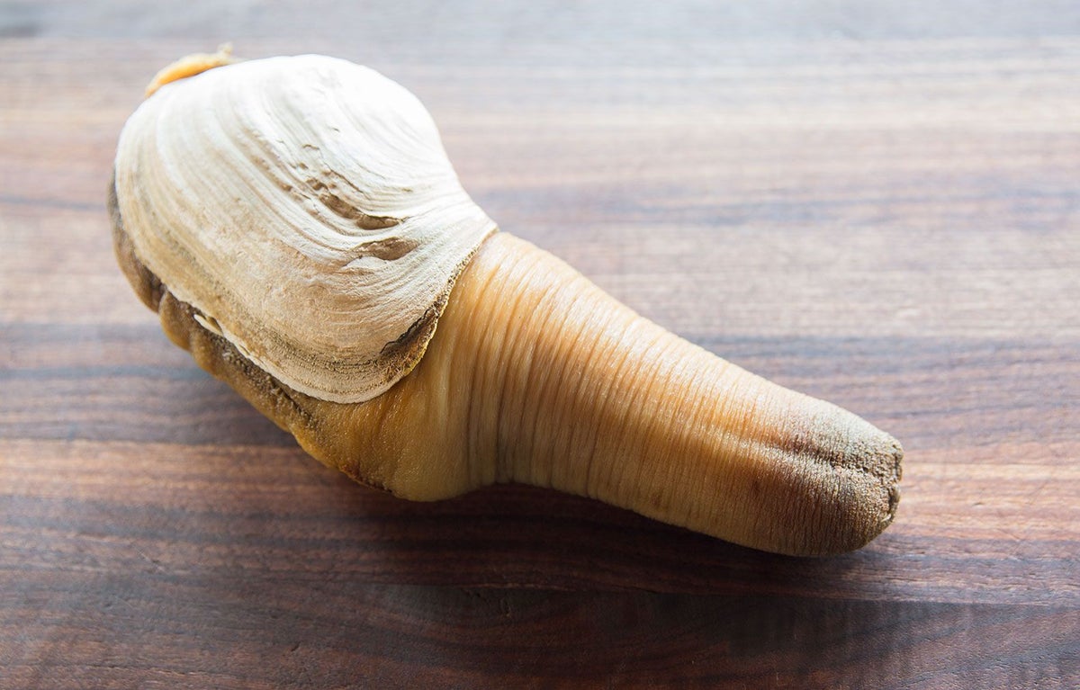 Geoduck Clam | MLTSHP