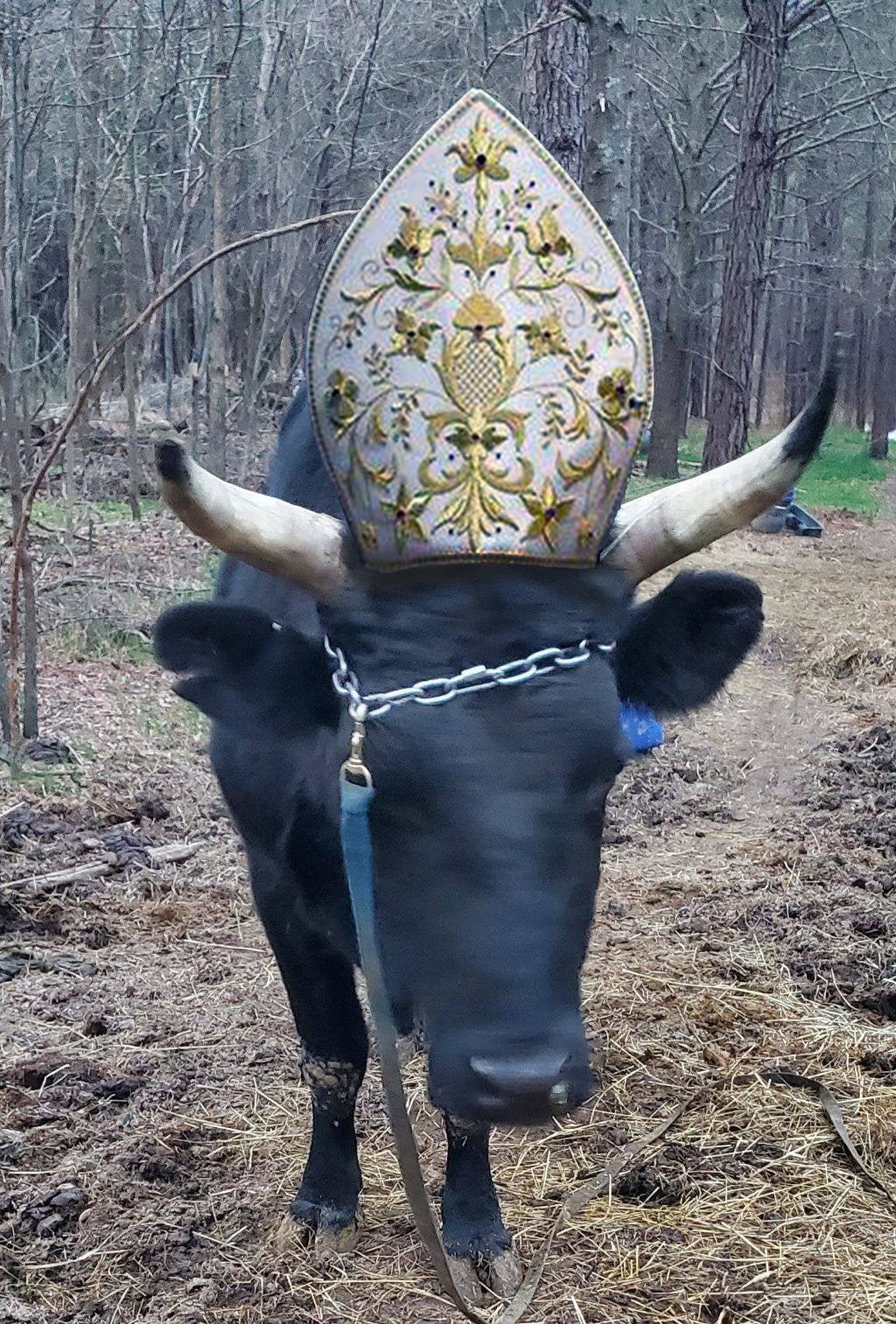 Papal Bull | MLTSHP