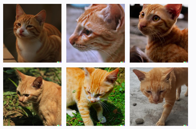 Orange cat looking for a brain.jpg | MLTSHP