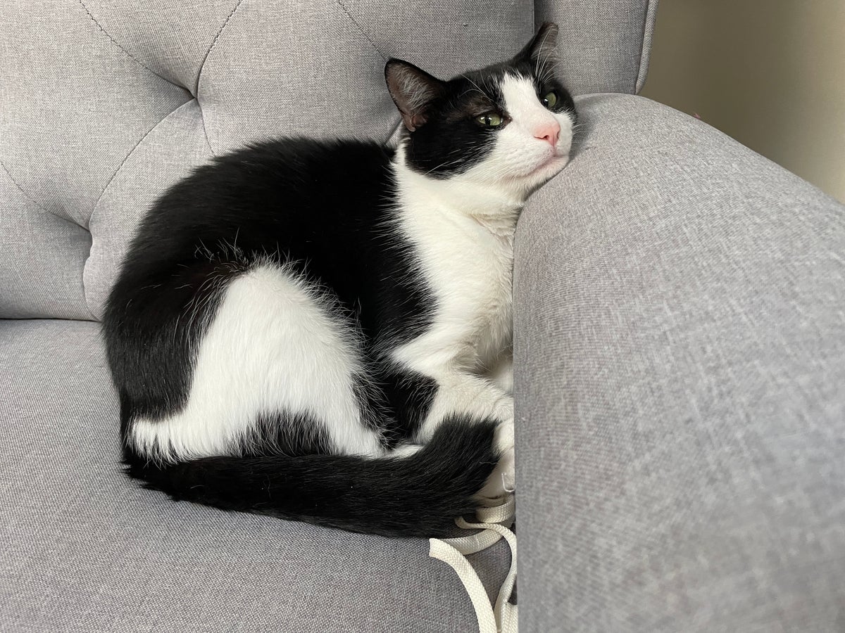 mister toad | MLTSHP