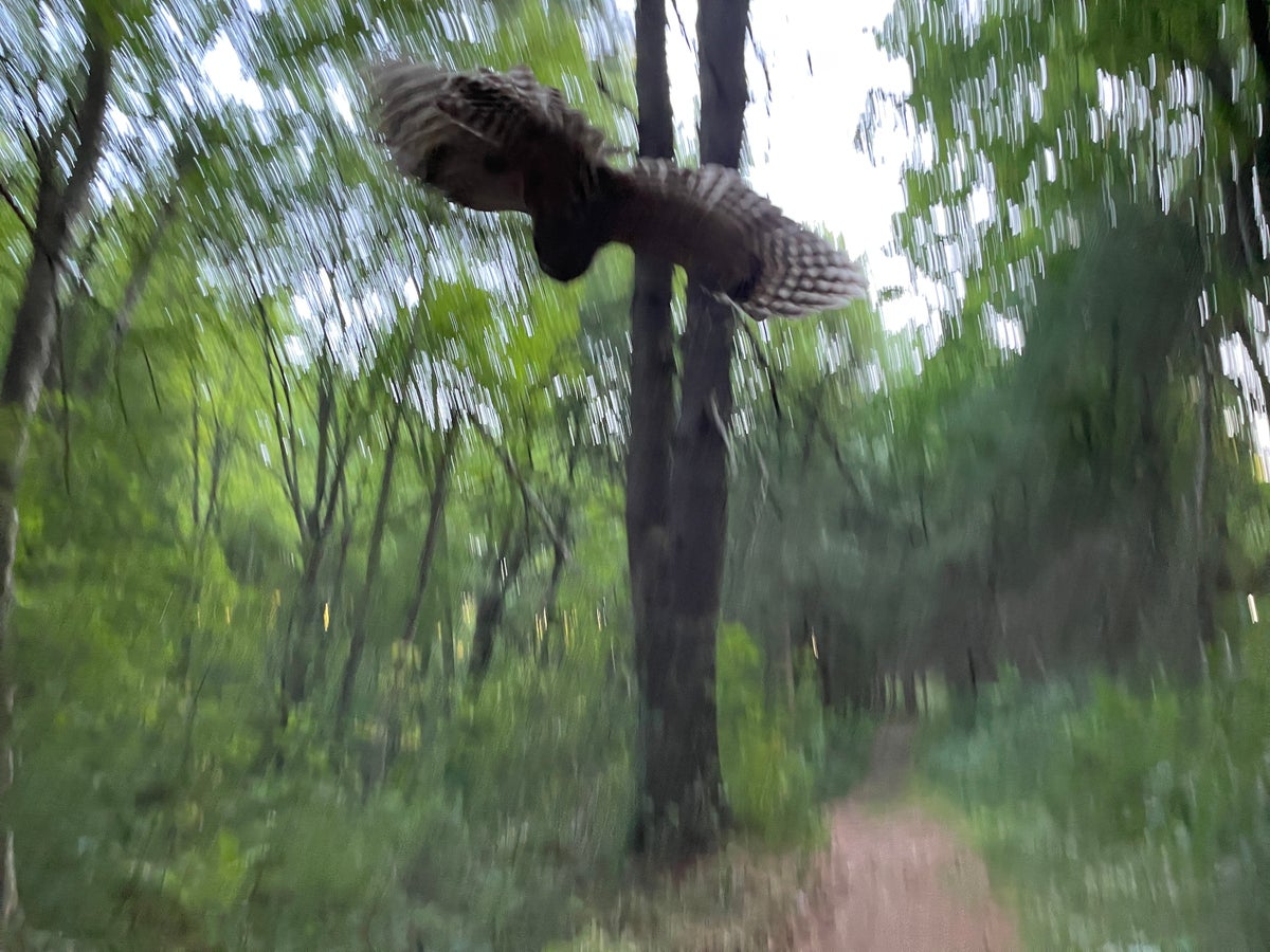 barred owl swoops down | MLTSHP