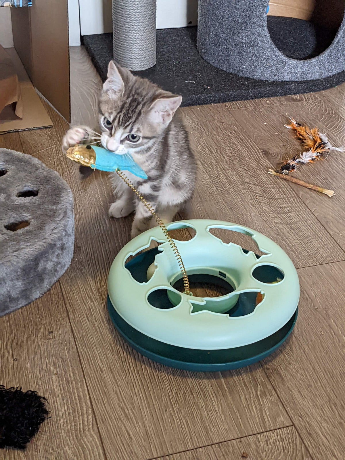 Local Kitten Thinks Of Nothing But Murder All Day | MLTSHP