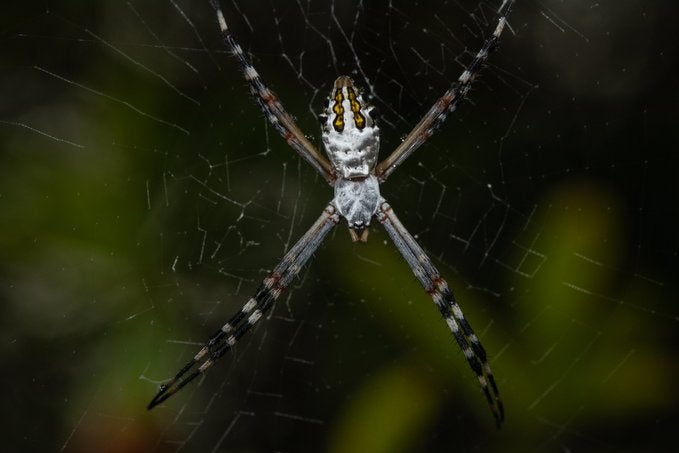 argiope florida by @apsciencebydan Daniel Roueche | MLTSHP